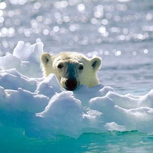 Arctic Tale - Film documentaire 2007 - AlloCiné