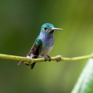 Pollen - film 2011 - AlloCiné