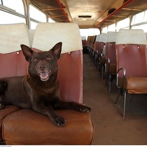 Red Dog - Film 2011 - AlloCiné