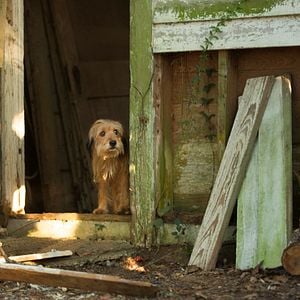 Benji - film 2018 - AlloCiné
