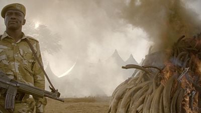 The Ivory Game - Film documentaire 2016 - AlloCiné