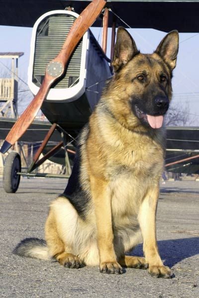 Photo de Danny Lerner - Rintintin : Photo Danny Lerner - Photo 7 sur 29 ...