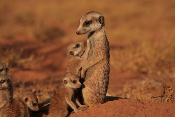 Photo du film La Famille Suricate - Photo 13 sur 27 - AlloCiné