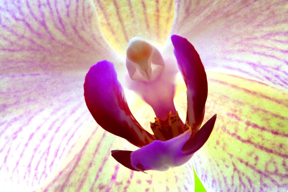 Photo du film Pollen - Photo 9 sur 74 - AlloCiné