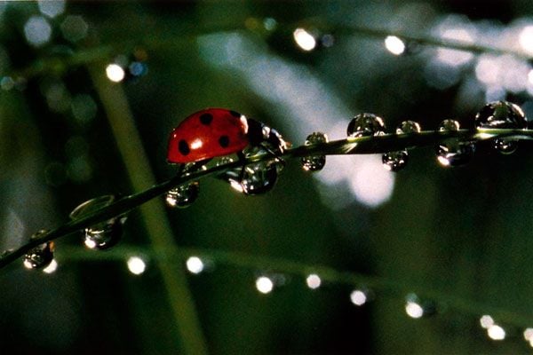 Photo du film Microcosmos: Le peuple de l'herbe - Photo 4 sur 6 - AlloCiné
