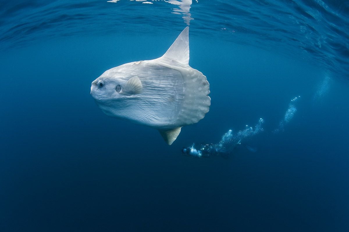 Photo du film Océans - Photo 7 sur 31 - AlloCiné