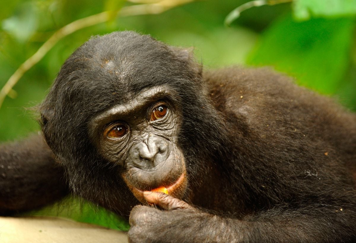 Photo du film Bonobos - Photo 27 sur 69 - AlloCiné