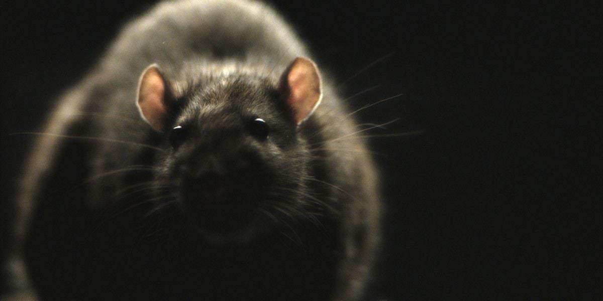 Photo du film Rats - Photo 4 sur 6 - AlloCiné