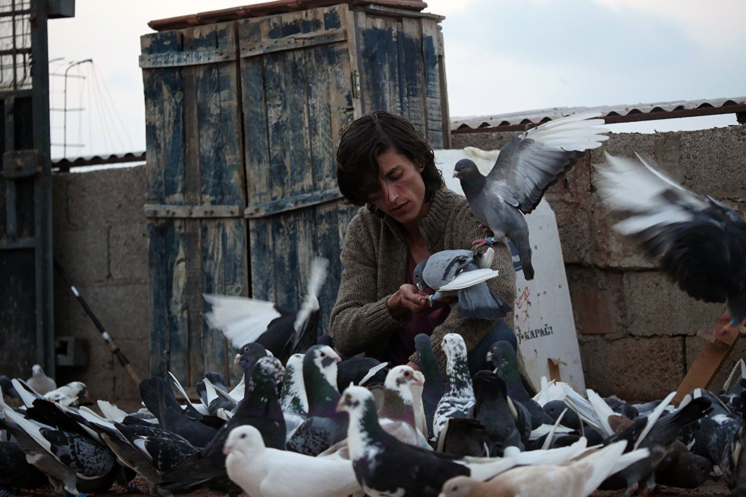 Photo du film Le Pigeon - Photo 4 sur 5 - AlloCiné