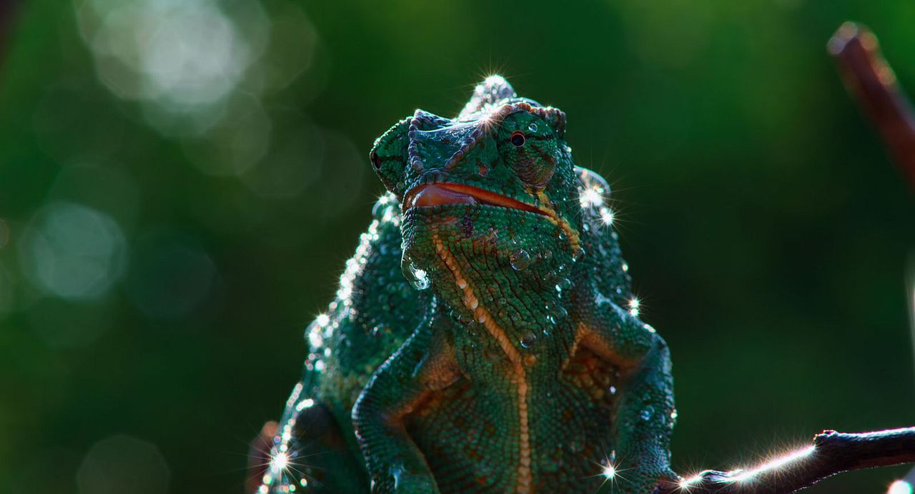 Photo du film The Elephant Queen - Photo 9 sur 14 - AlloCiné