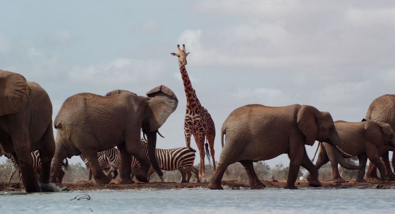 Photo du film The Elephant Queen - Photo 7 sur 14 - AlloCiné